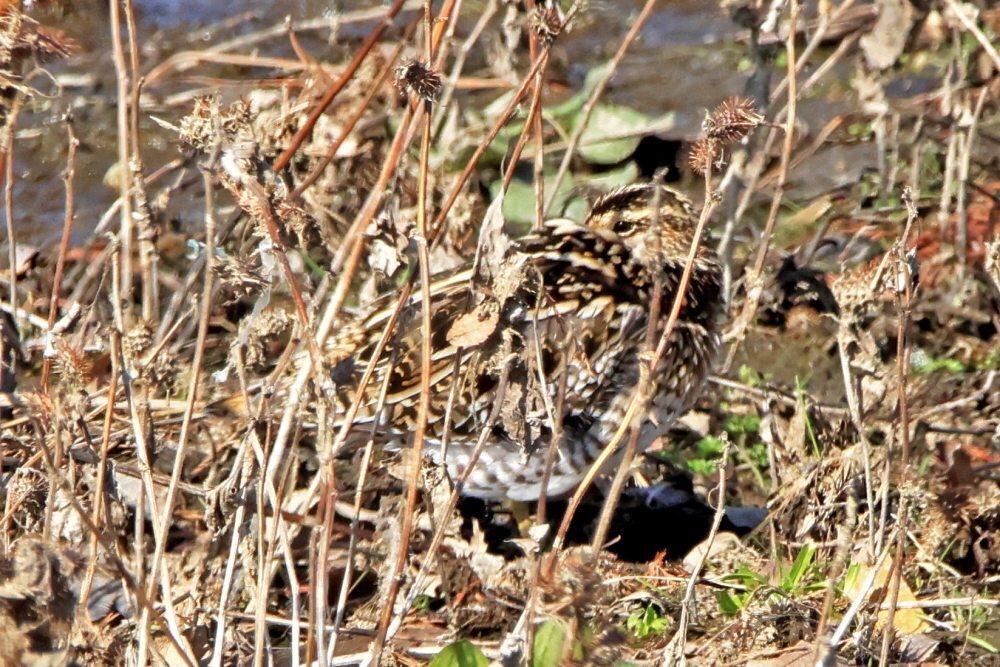 またまたメジロガモです: SHの写真雑記