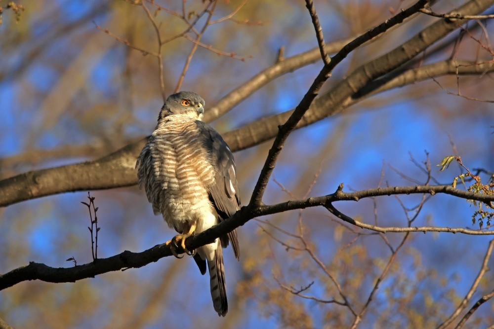 ツミの後、カワセミに逢えました: SHの写真雑記