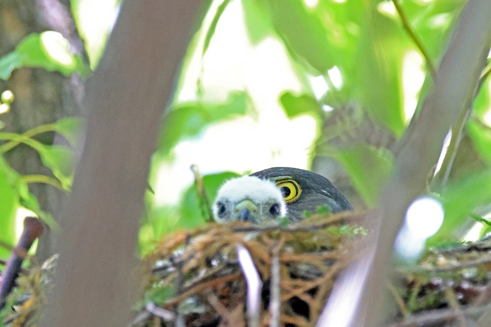 カッコウ？ それとも ホトトギス？ （追記あり）: SHの写真雑記