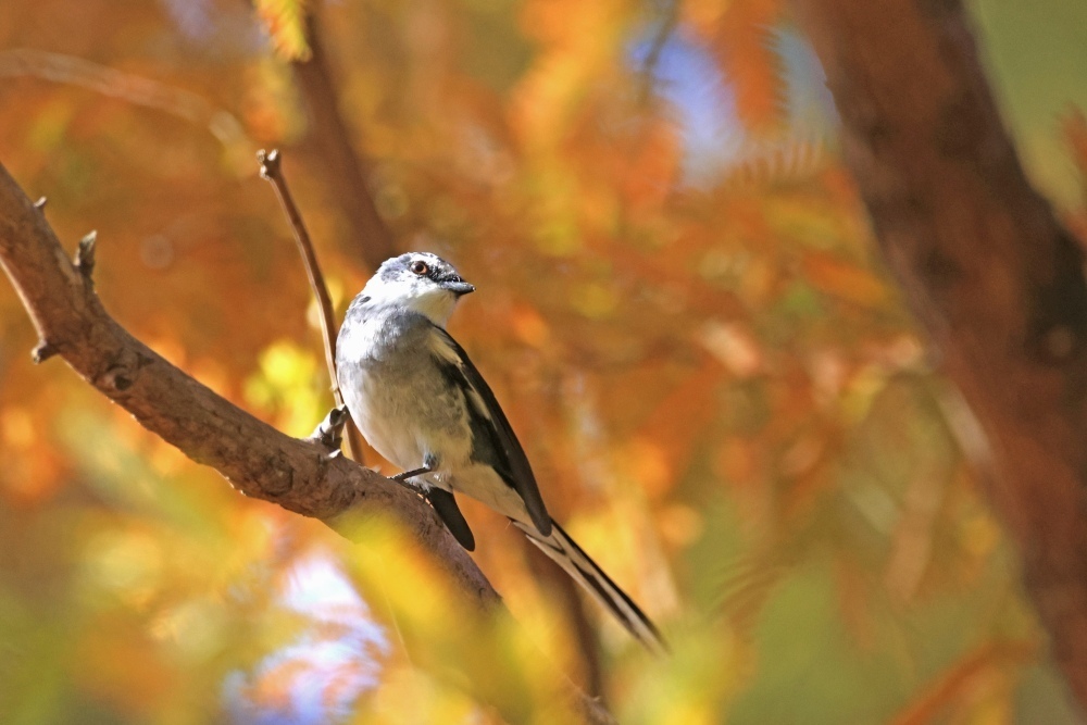 今日逢えた鳥たち: SHの写真雑記