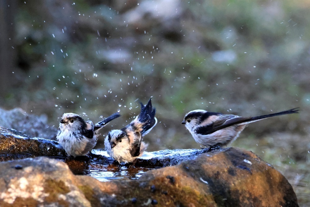 水場の小鳥たち: SHの写真雑記