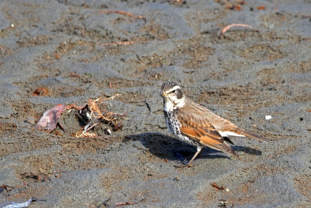 今日もカワセミです: SHの写真雑記