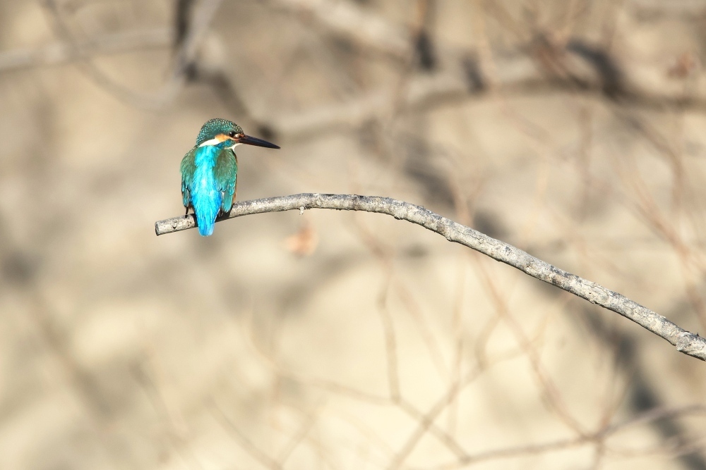 今年の初撮りはカワセミ: SHの写真雑記