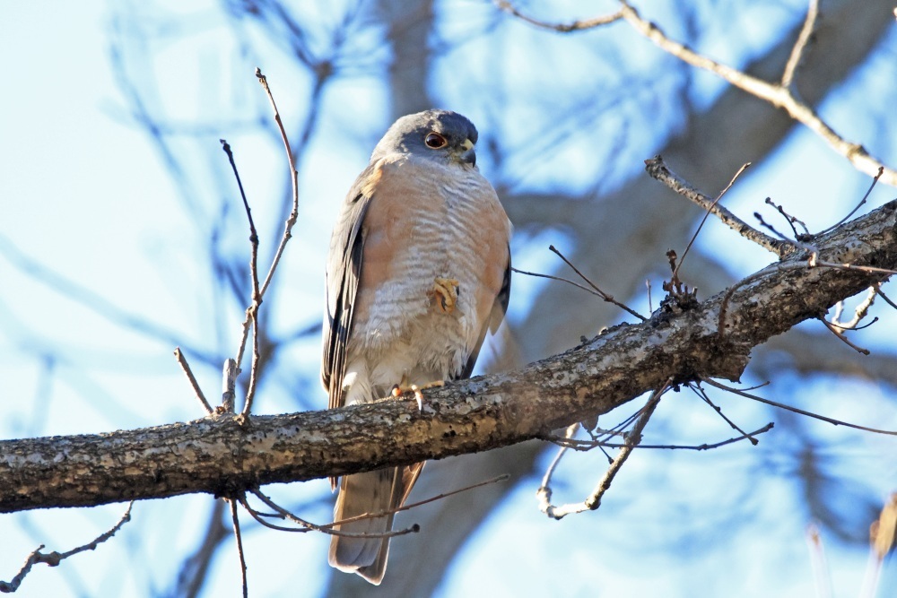 今年もツミがやって来ました: SHの写真雑記