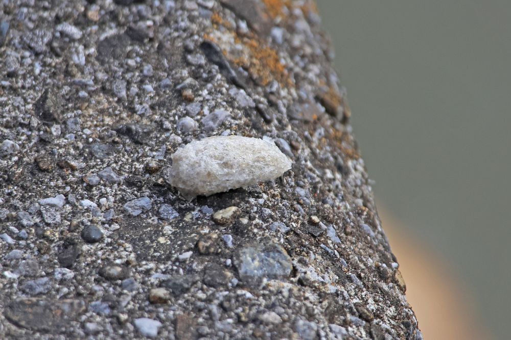 カワセミとトモエガモとメジロ: SHの写真雑記