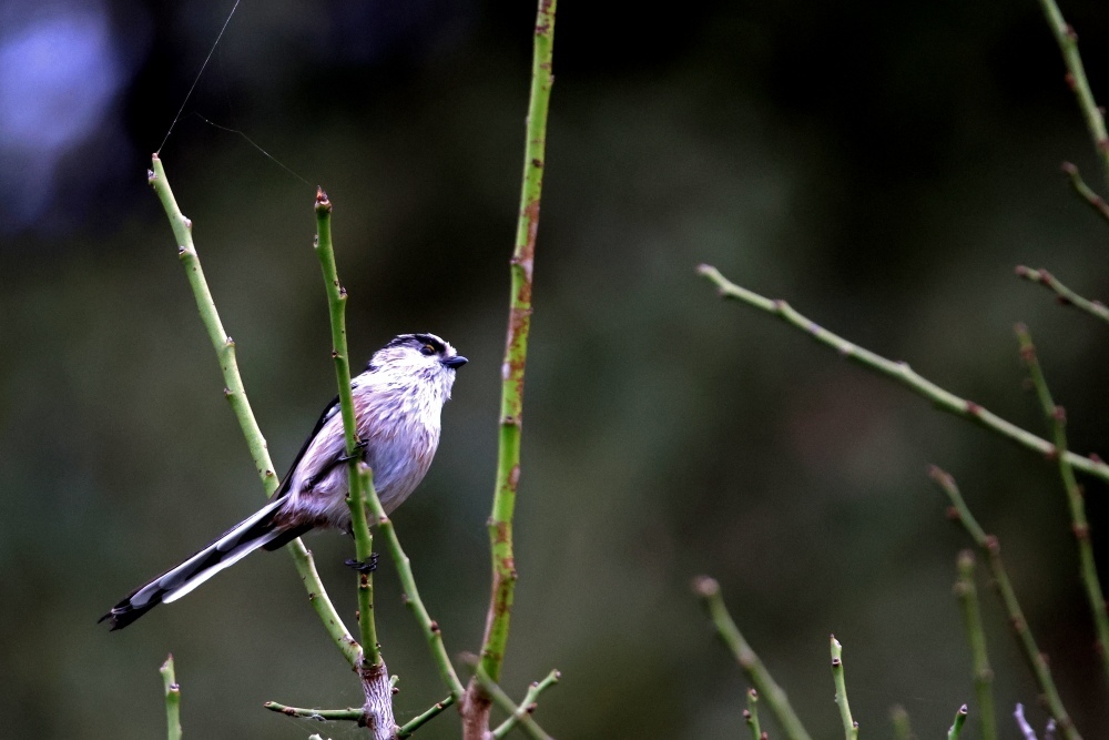 小鳥たちの水浴びショー : SHの写真雑記